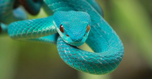 ¿Serpientes con patas? - Origens / Orígenes