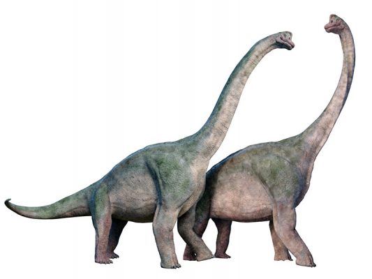 Braquiosaurio - Origens / Orígenes