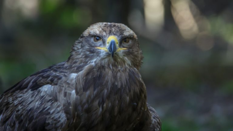 El plumaje de las aves - Origens / Orígenes