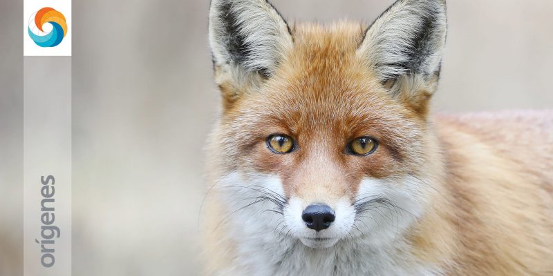 Home - Origens / Orígenes