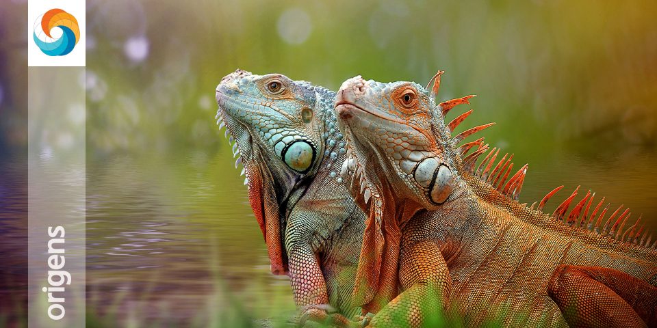 Home - Origens / Orígenes