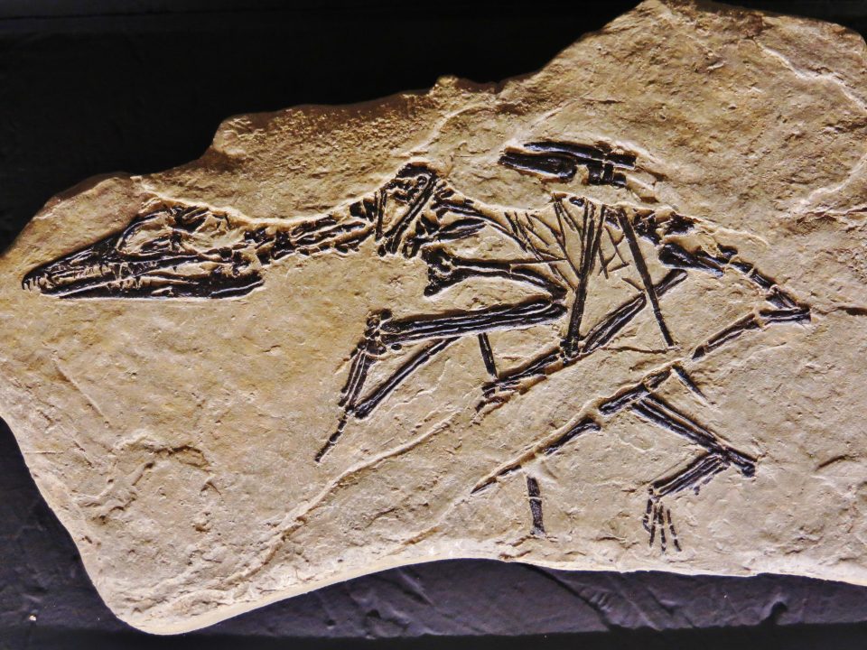 El origen de los reptiles voladores - Origens / Orígenes